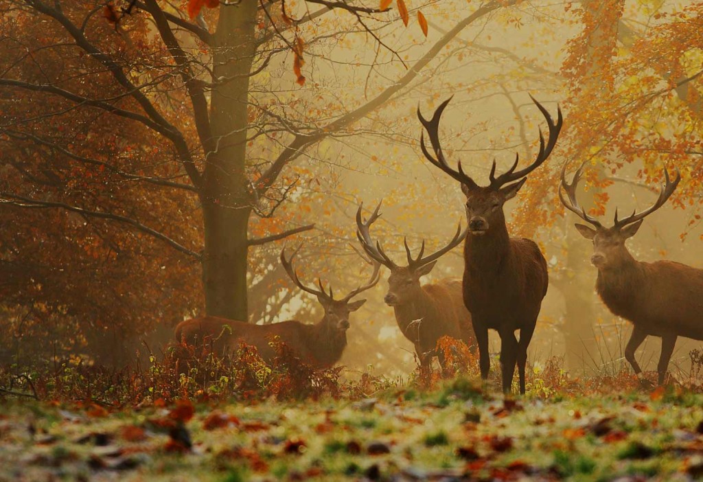 Ben Rigby Game Wild Venison - Ben Rigby Game